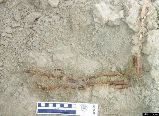 Talos Sampsoni: New Raptor Dinosaur Species Discovered In Utah (PHOTOS)
