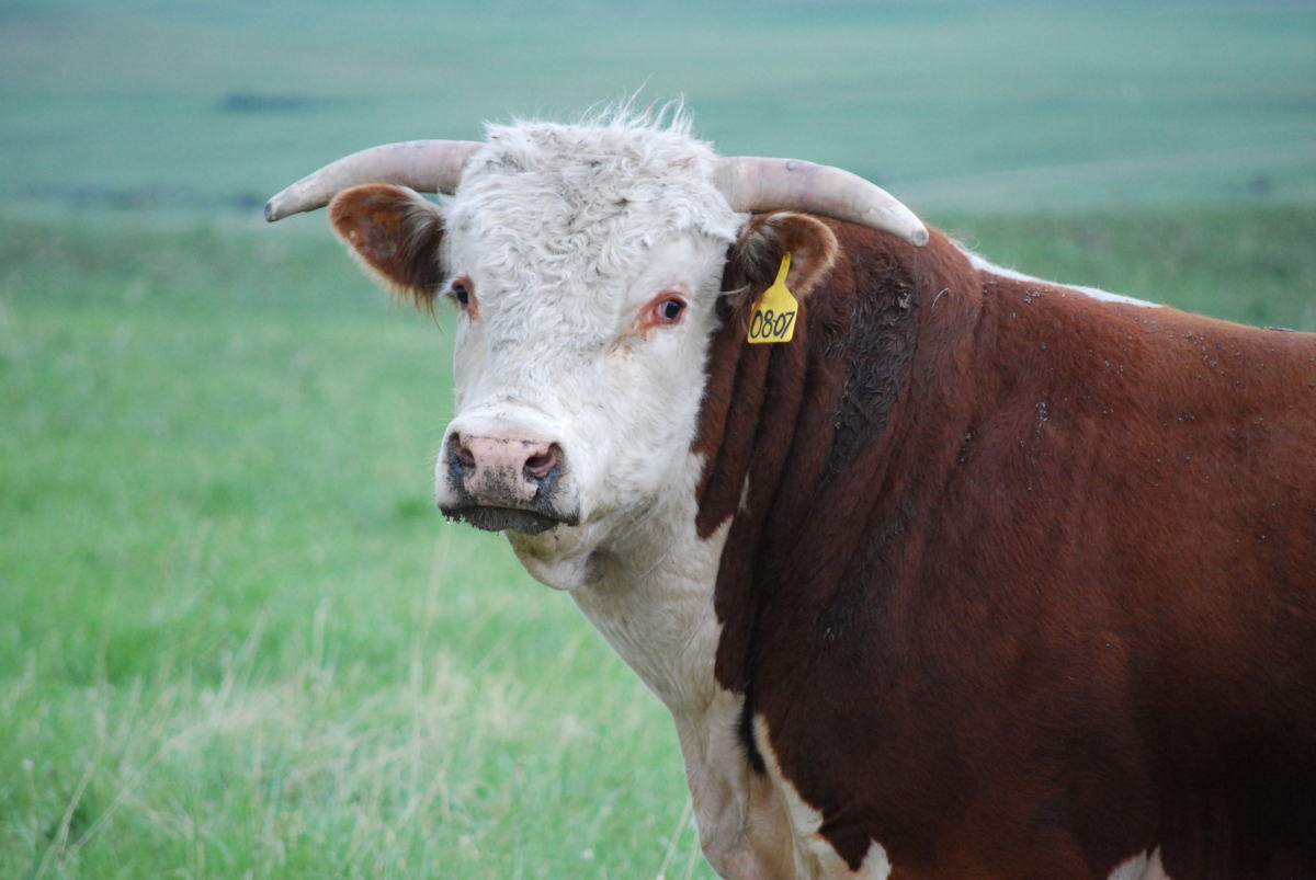 Yaeba: Japanese 'Double Tooth' Trend Will Give You A Costly Crooked ...