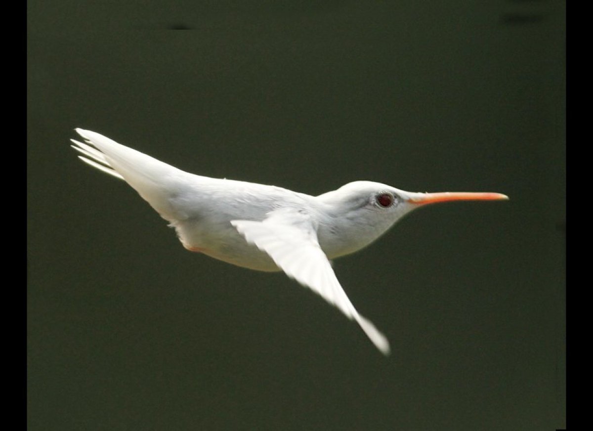 Albino Hummingbird Photos Captured In Virginia | HuffPost