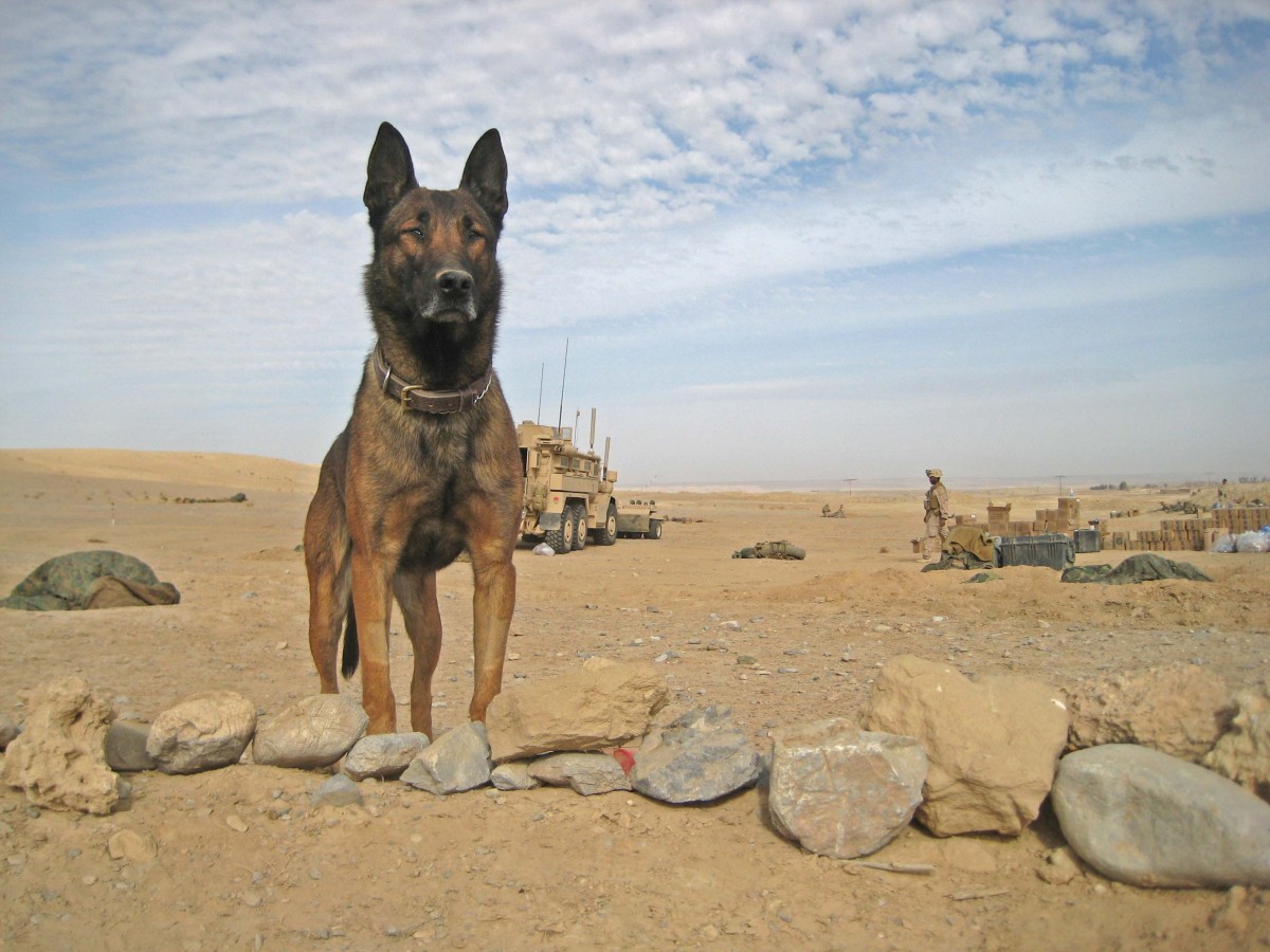 Adorable War Dogs and Their Stories (PHOTOS) | HuffPost