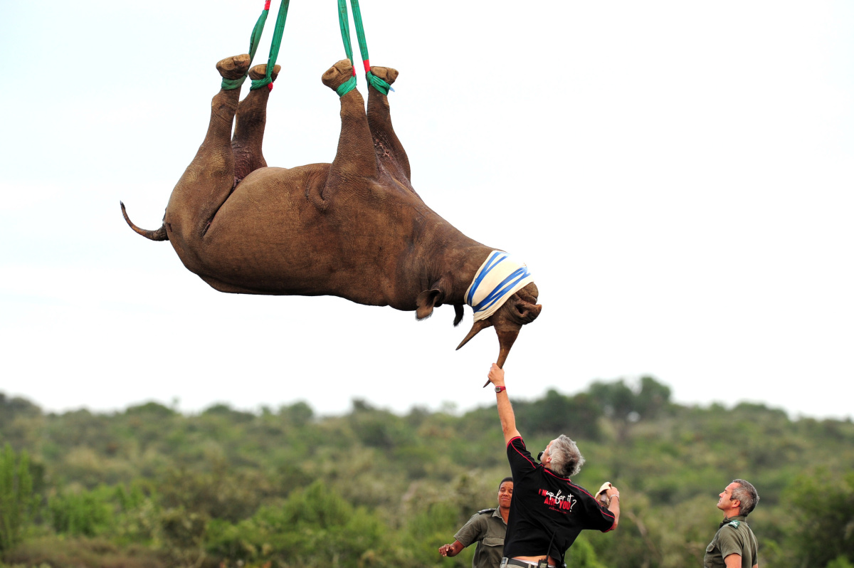 'Rhino On A Rope' Transported Hanging Up Upside Down From A Helicopter ...