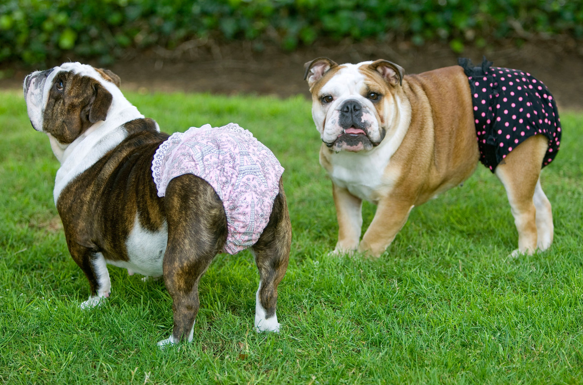 Saucy Animals: Creatures With A Naughty Glint In Their Eye... (PICTURES ...