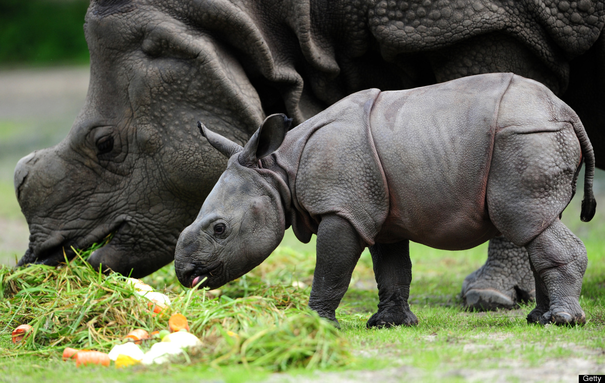 Rinoceronte - Taringa!