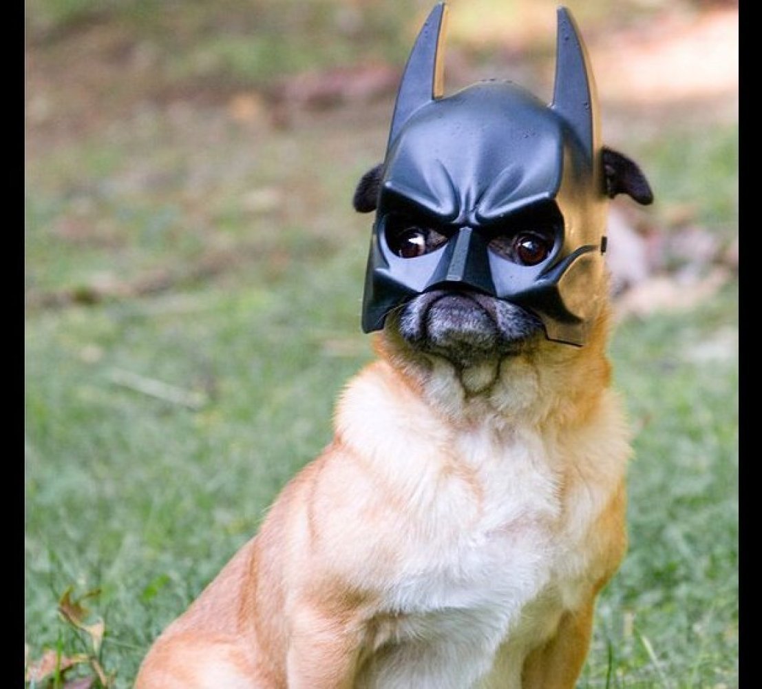 'Loca: The Pug That Couldn't Run' Video Shows Why Pugs Rule | HuffPost