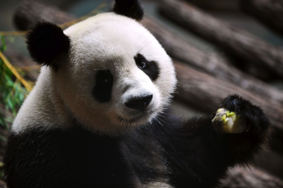 Miradas de animales. (FOTOS) - Forocoches