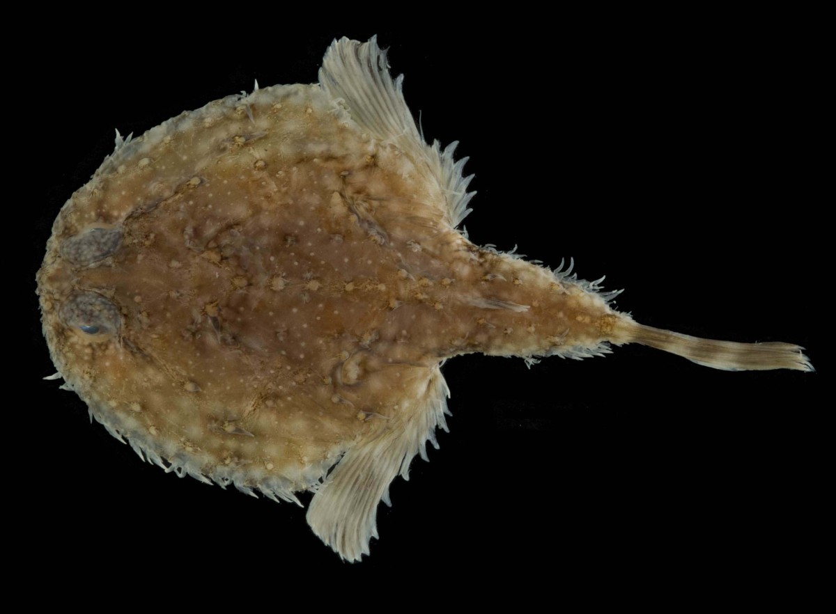 UH... LOOK @ The PICTURES of The Most Bizarre Deep-Sea Creatures ...