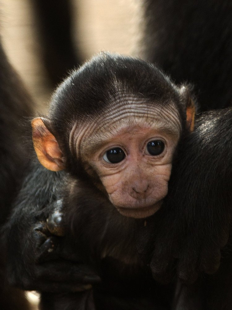 Monos muy "monos". (FOTOS) - ForoCoches