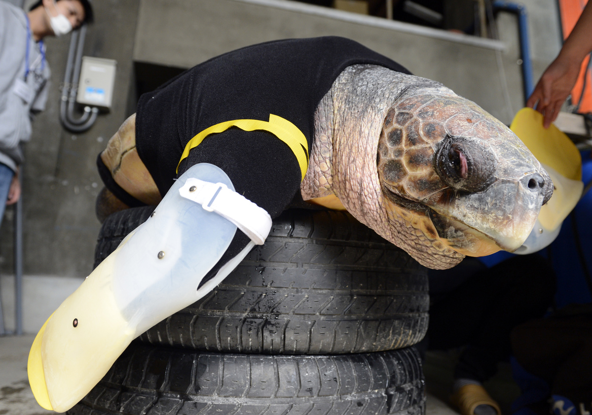 Disabled Loggerhead Turtle Yu Chan Fitted With Amazing Prosthetic ...