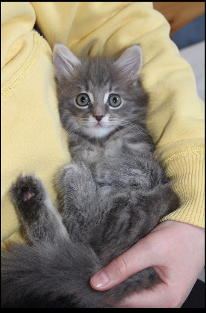 Squitten - kitten that sits like a squirrel - Democratic Underground