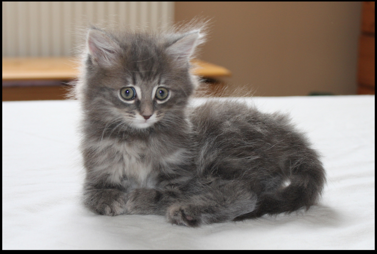 Squitten - kitten that sits like a squirrel - Democratic Underground