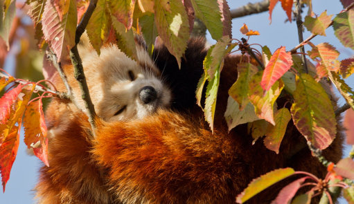 23 Animals Doing Autumn Right | HuffPost UK