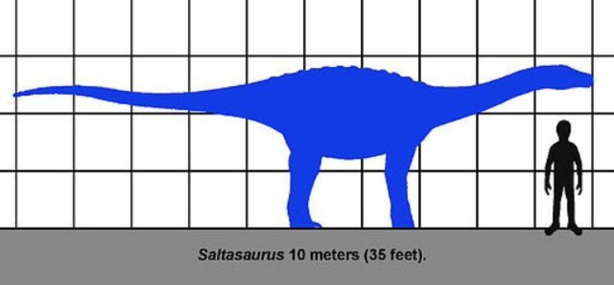 Sauropod Slideshow: How Big? How Tall? And How Did It Happen? | HuffPost
