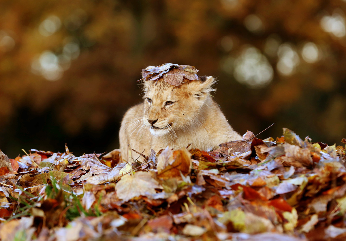 Adorable Lion Cub Loves Playing In Autumn Leaves More Than Anything In ...