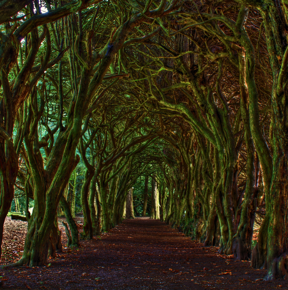 14 Spectacular Tree-Lined Paths That'll Leave You In Awe (PHOTOS)