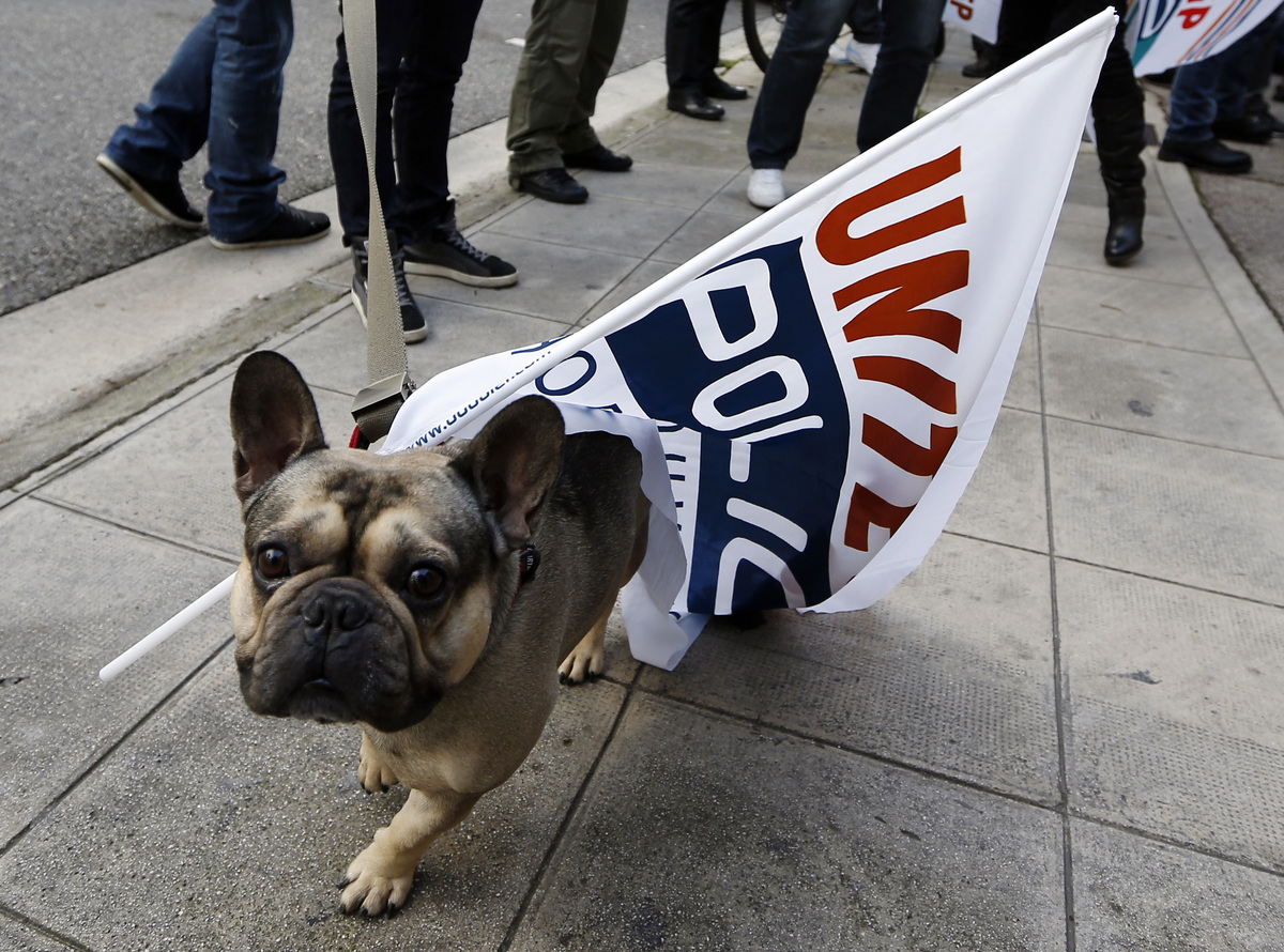 You Might Not Like Politics, But These Protesting Dogs Are Adorable ...