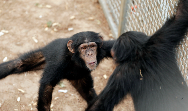 Chimps Can Learn To Communicate With Each Other, New Study Shows | HuffPost