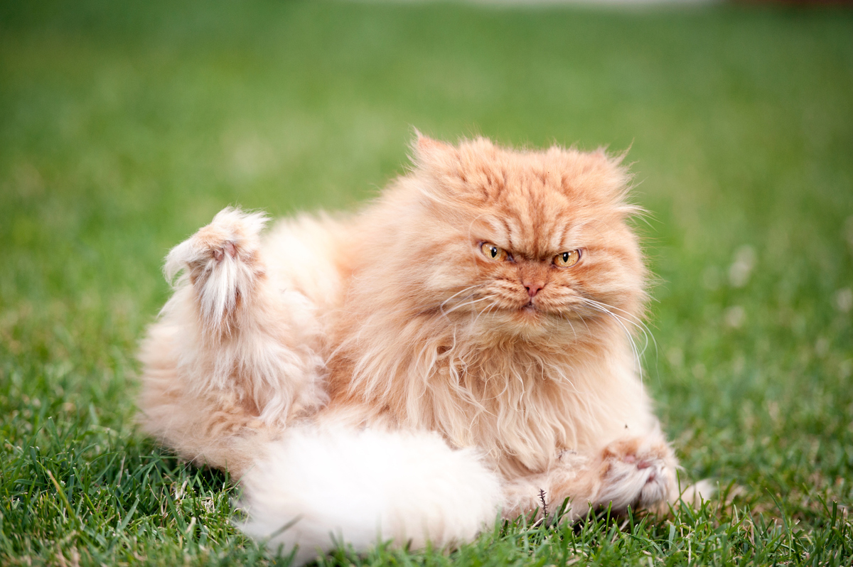 Meet Garfi, The Angriest Cat On The Internet | HuffPost
