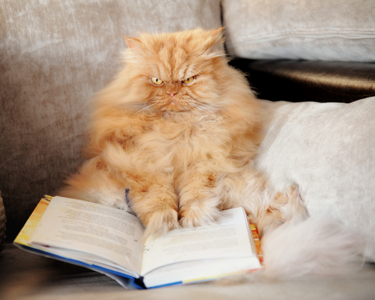 Meet Garfi, The Angriest Cat On The Internet | HuffPost
