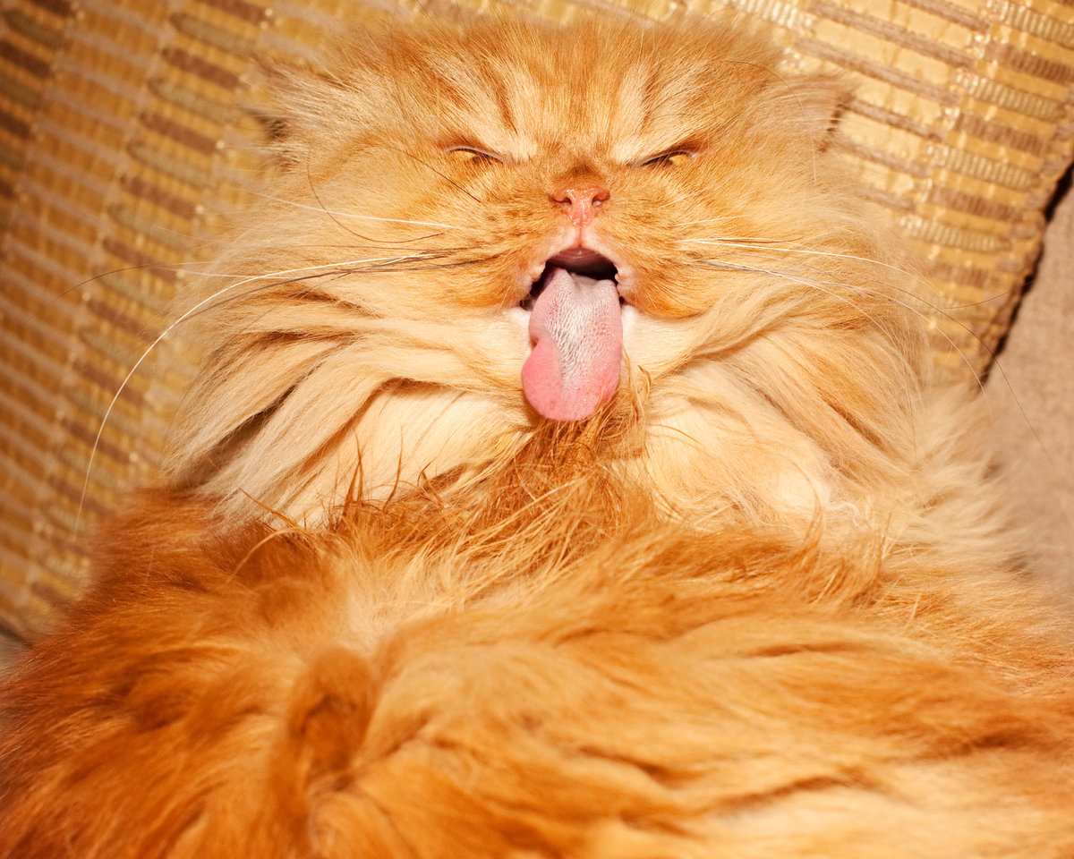 Meet Garfi, The Angriest Cat On The Internet | HuffPost