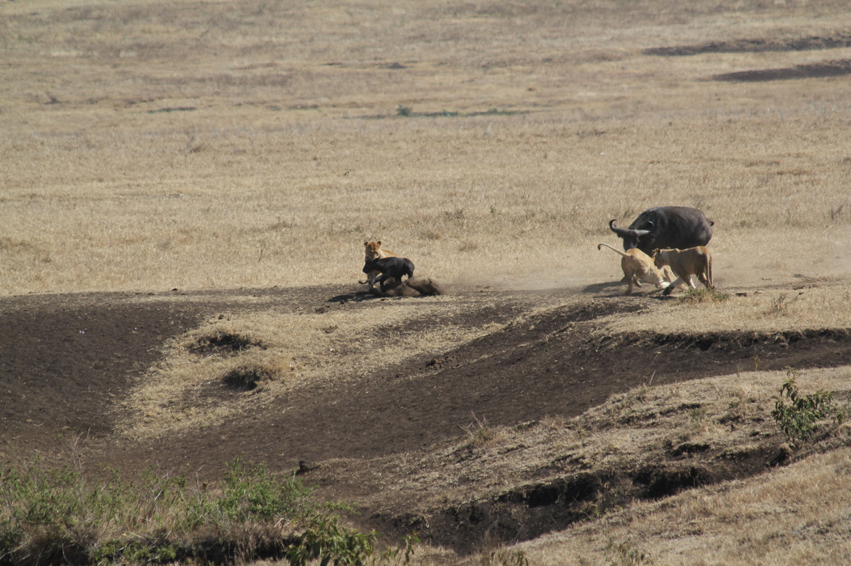 Escaped Giant Rhea Bird Can Disembowel A Human With One Strike | HuffPost