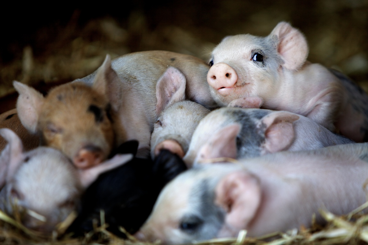 This Mama Pig Was On The Brink Of Death -- Until Her Own Piglets Saved ...