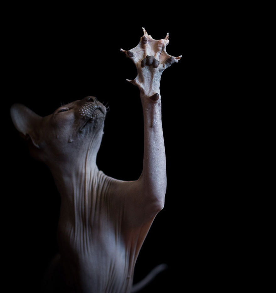 Behold, The Strangely Mesmerizing World Of Sphinx Cats | HuffPost