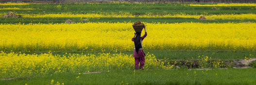 37 Breathtaking Photos Of Spring In Kashmir That Are Straight From ...
