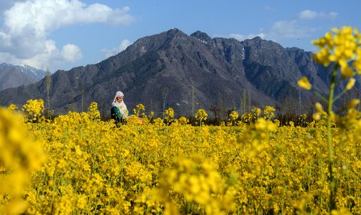 37 Breathtaking Photos Of Spring In Kashmir That Are Straight From ...