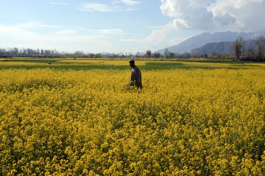 37 Breathtaking Photos Of Spring In Kashmir That Are Straight From ...