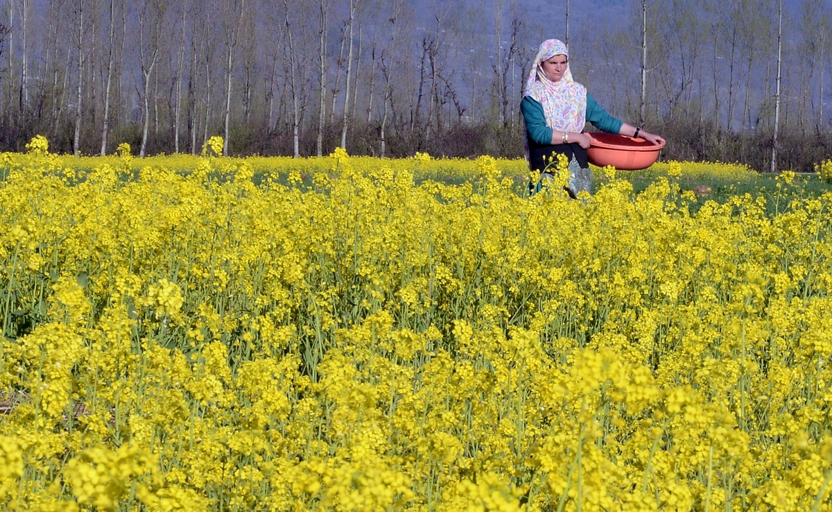 37 Breathtaking Photos Of Spring In Kashmir That Are Straight From ...