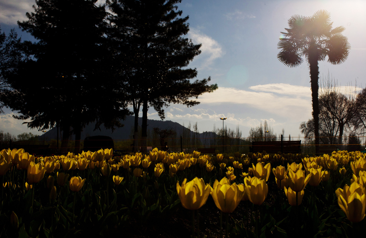 37 Breathtaking Photos Of Spring In Kashmir That Are Straight From ...
