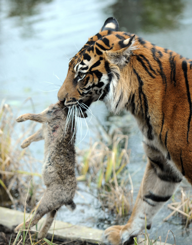 Safari Park Tigers Feast On The Easter Bunny | HuffPost UK