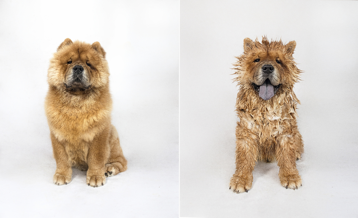 Show Dogs Can't Hide Their Grumpy Feelings In 'Dry Dog Wet Dog' Photo ...