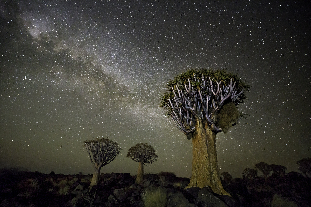 Beth Moon's Majestic Photographs Of Ancient Trees Will Make You Feel ...