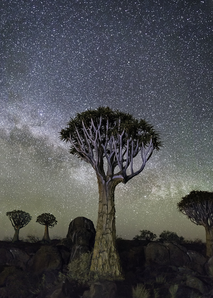 Beth Moon's Majestic Photographs Of Ancient Trees Will Make You Feel ...