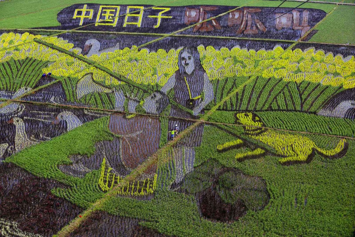 Chinese Farmers Turn Rice Paddies Into Stunning Works Of Art | HuffPost