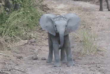 World Elephant Day: 13 Gifs That Prove Elephants Are Better Pets Than ...