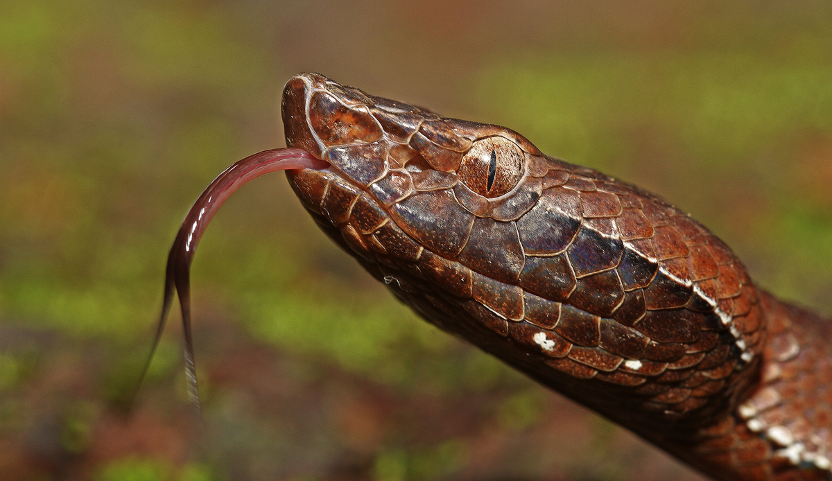 PHOTOS: These Are India's Deadliest Snakes