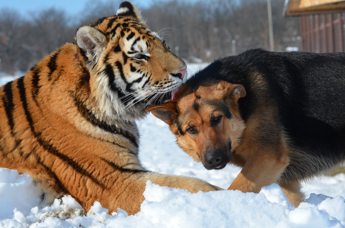 Siberian Tiger Suria And Her Cub Are Inseparable From Their Best ...