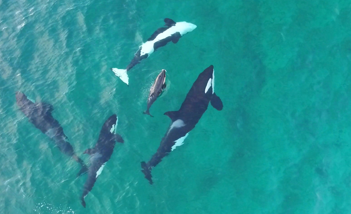 Orca Drone Footage Captures Animals In Rare Camera Angles | HuffPost UK