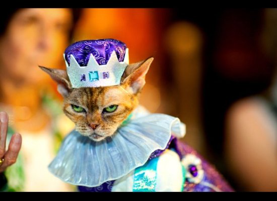 uncomfy cats - The Something Awful Forums