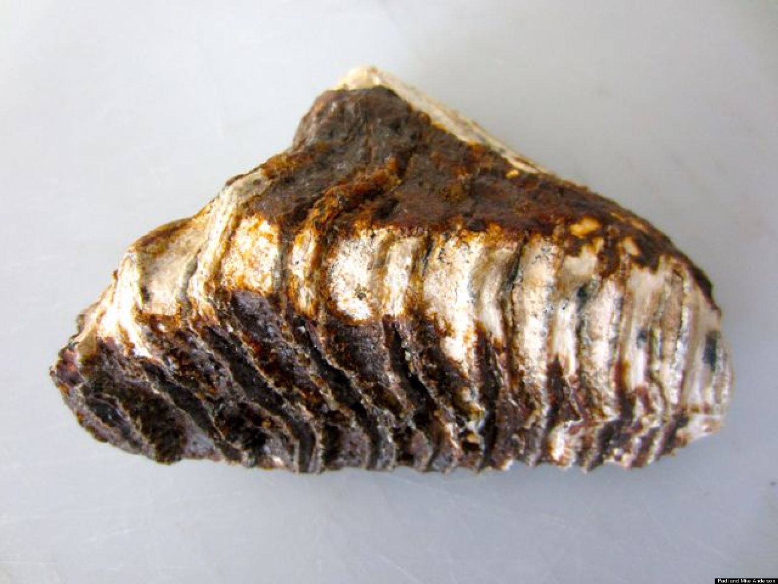 Mammoth Tooth Fossil Found By New Hampshire Fisherman Is Real ...