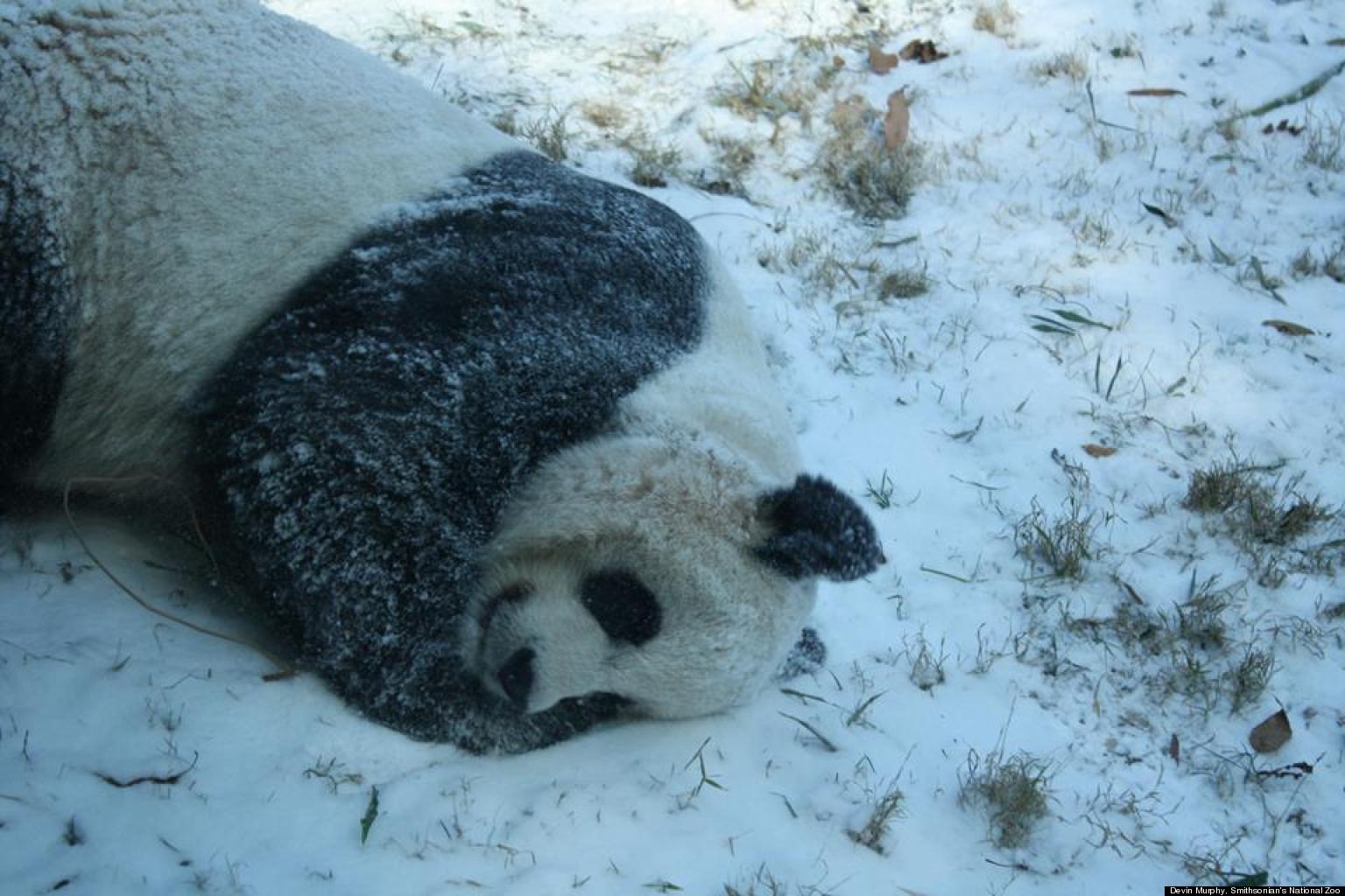 D.C. Panda In The Snow: The National Zoo Makes Snowquester Adorable (PHOTO)