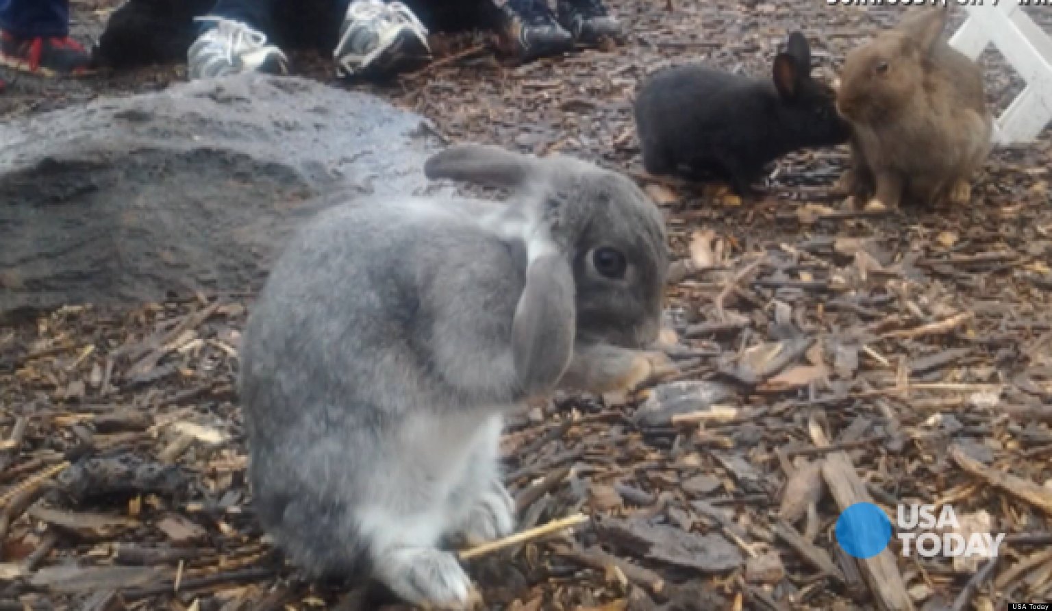 Bunny Hoarding: Jessica Ly, 2 Others Charged After 77 Abused Rabbits ...