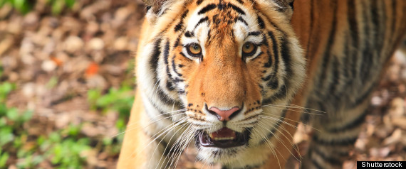 The 10 Best Places To See Wild Animals