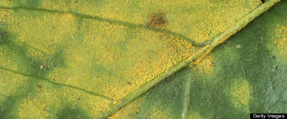 As Coffee Rust Devastates Latin America, Colombia's Cenicafé Leads The ...