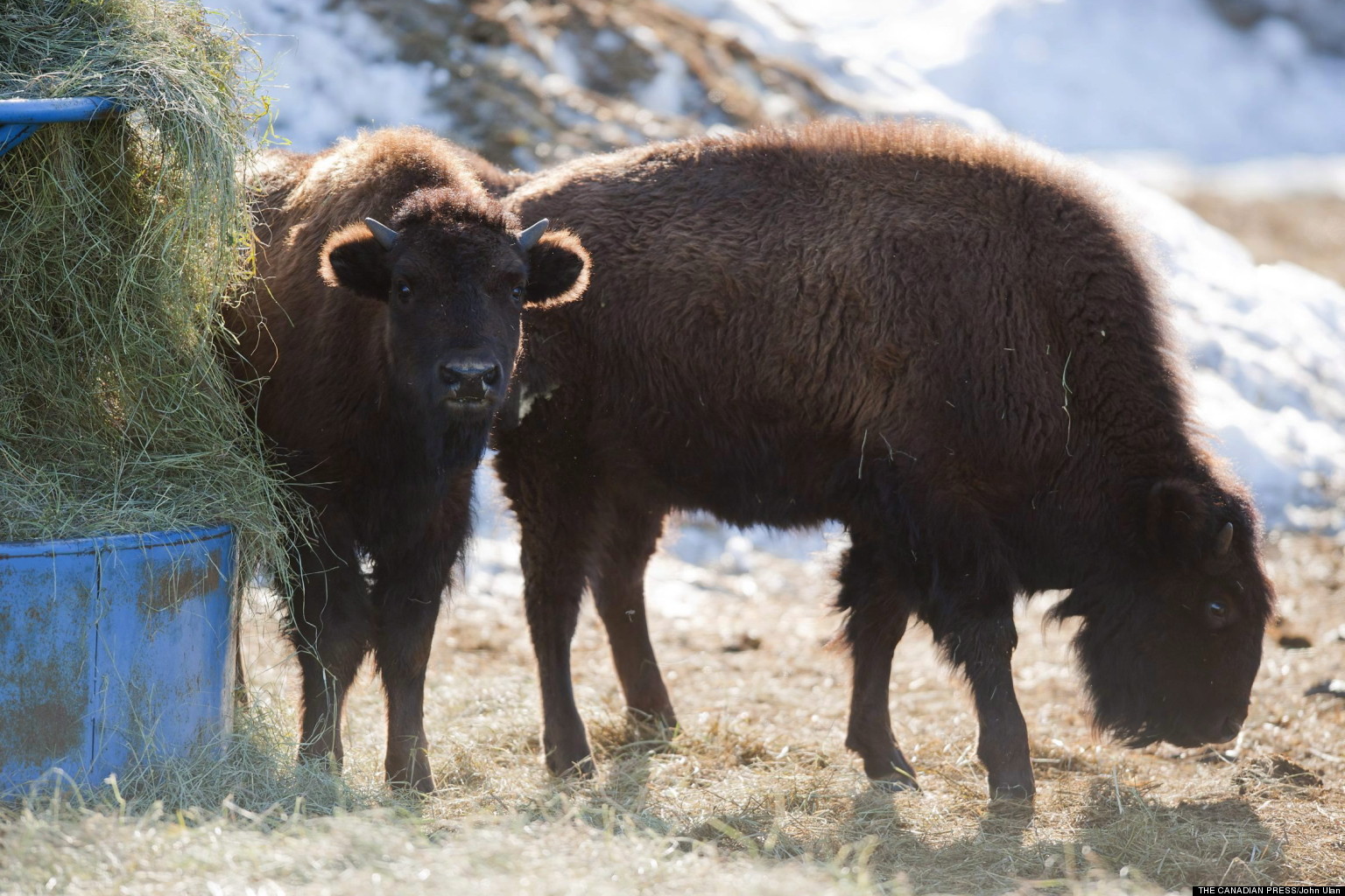 Russian Bison