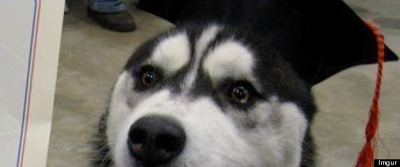 Proud Animals: 21 Animals That Are Very Proud Of Themselves