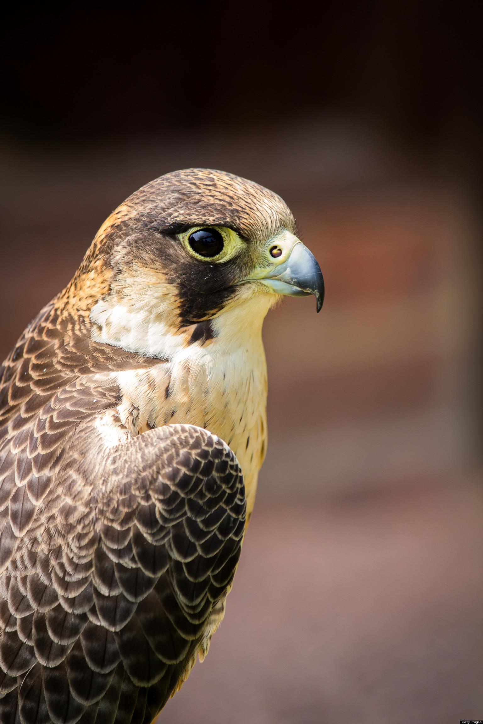 Vodafone Cannot Repair Southampton Mast Due To Nesting Peregrine ...