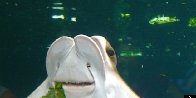 Happy Stingray Eating Lettuce May Be The Best Thing You See All Day (PHOTO)